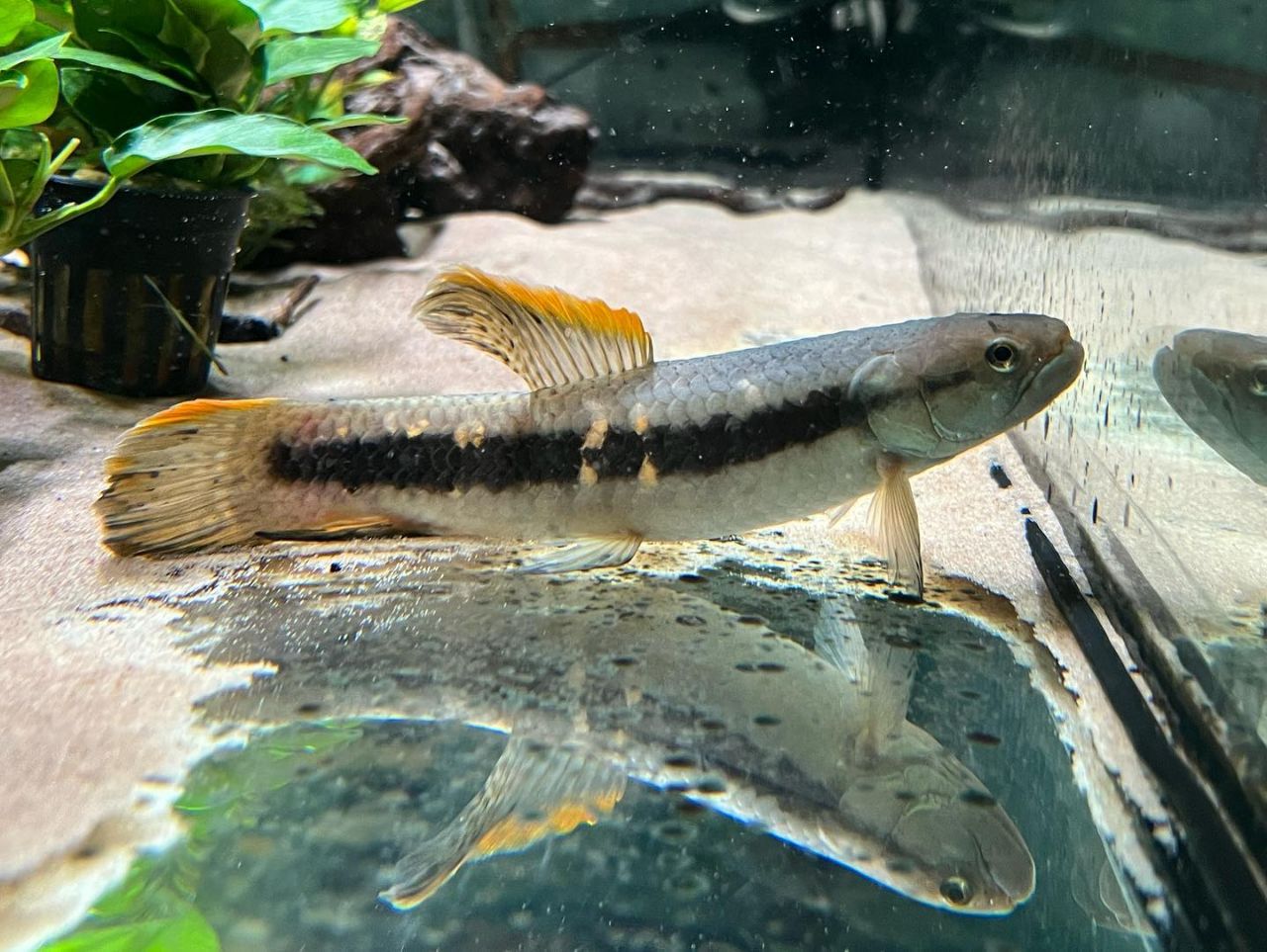 Red Wolf Fish - Fishy Hubs