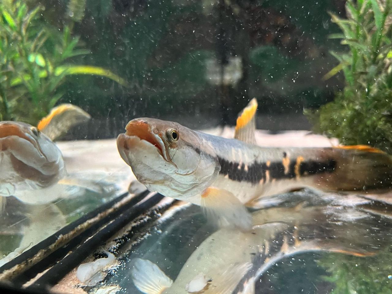 Red Wolf Fish - Fishy Hubs