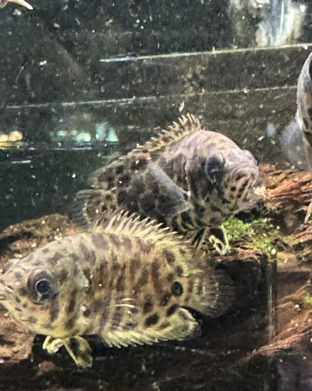 Leopard bush - Fishy Hubs