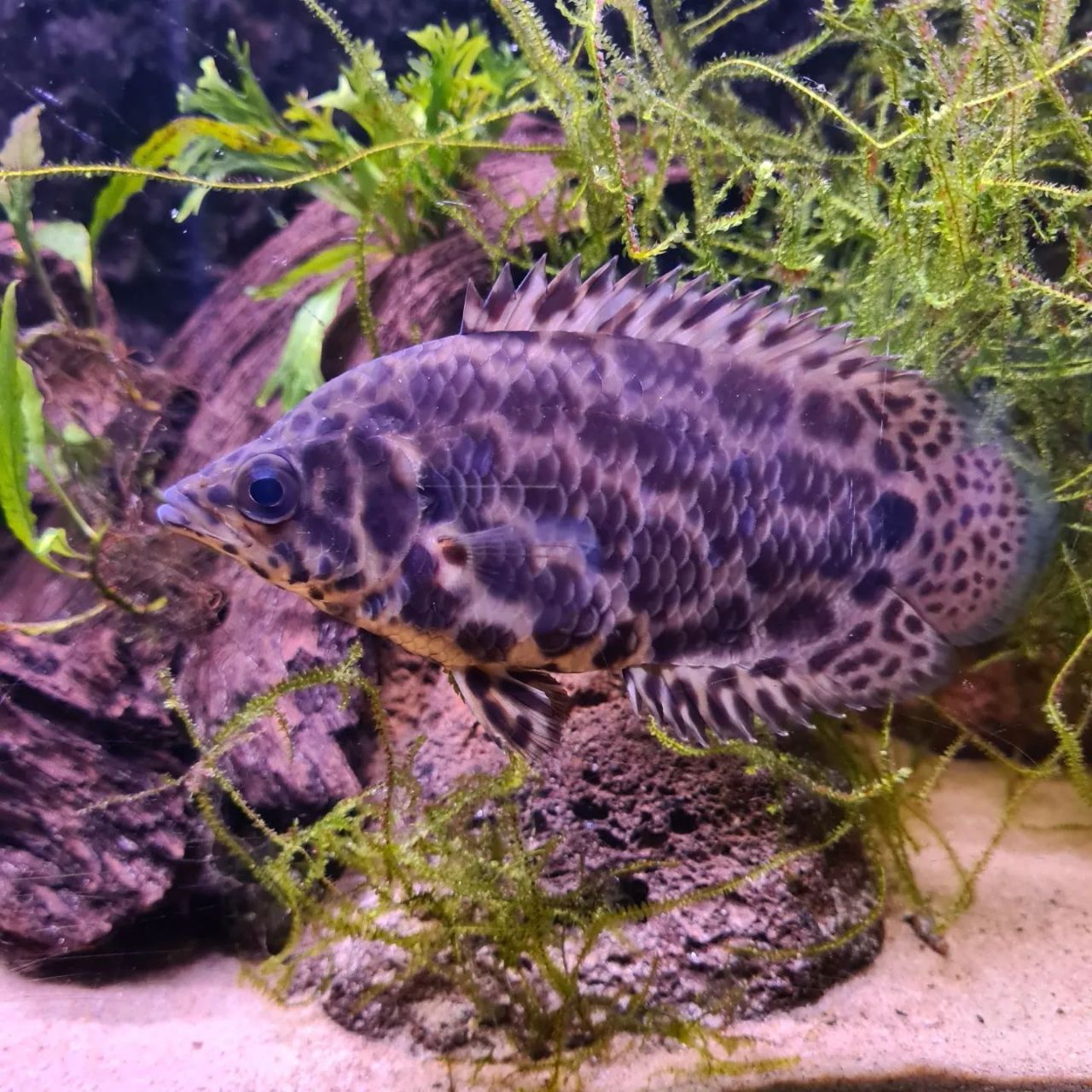 Leopard bush - Fishy Hubs