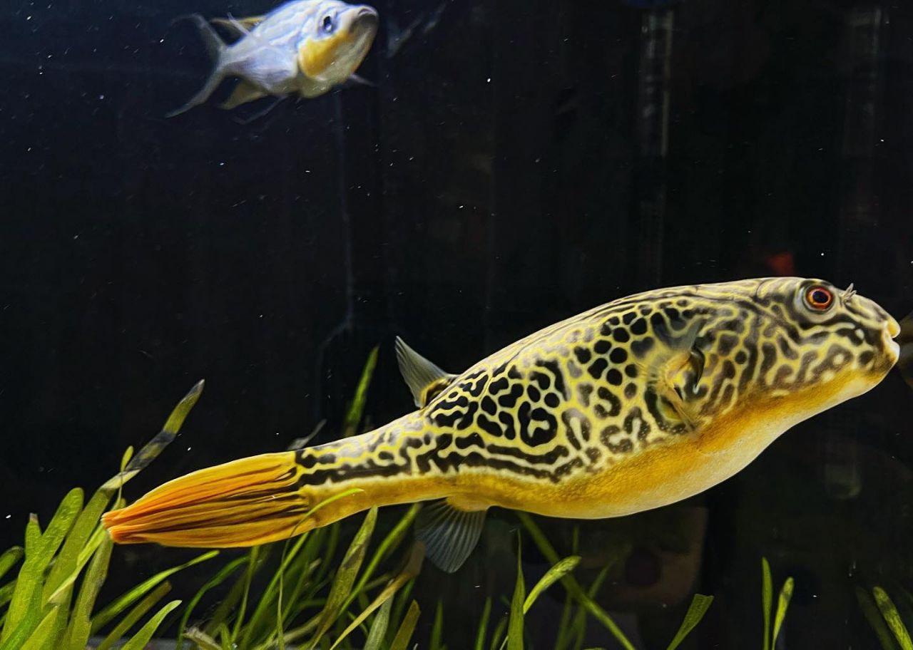MBU Puffer - Fishy Hubs