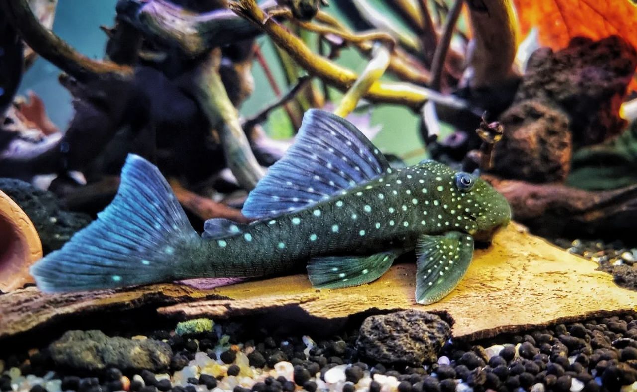 L128 Blue Phantom Pleco - Fishy Hubs