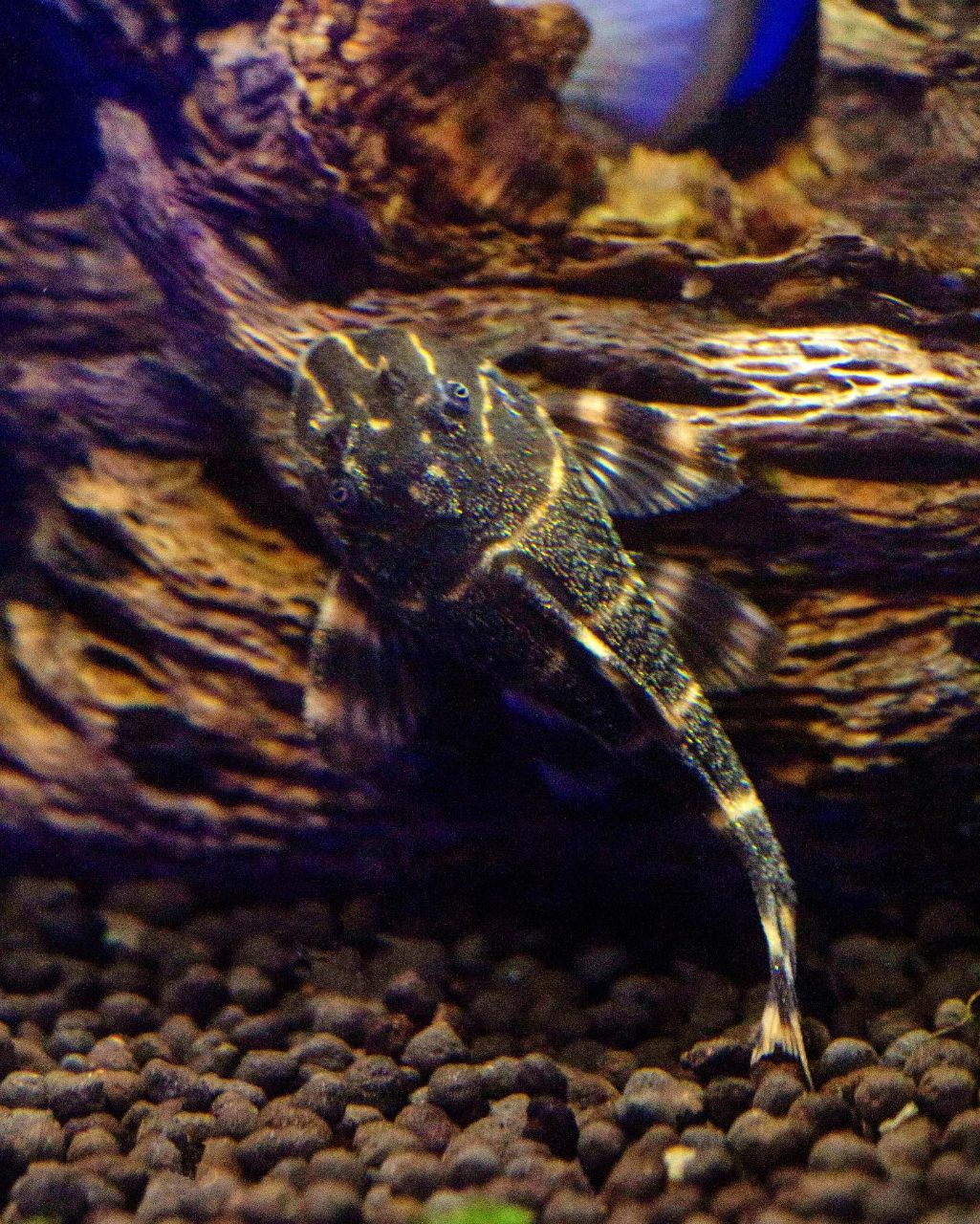 Clown Pleco - Fishy Hubs