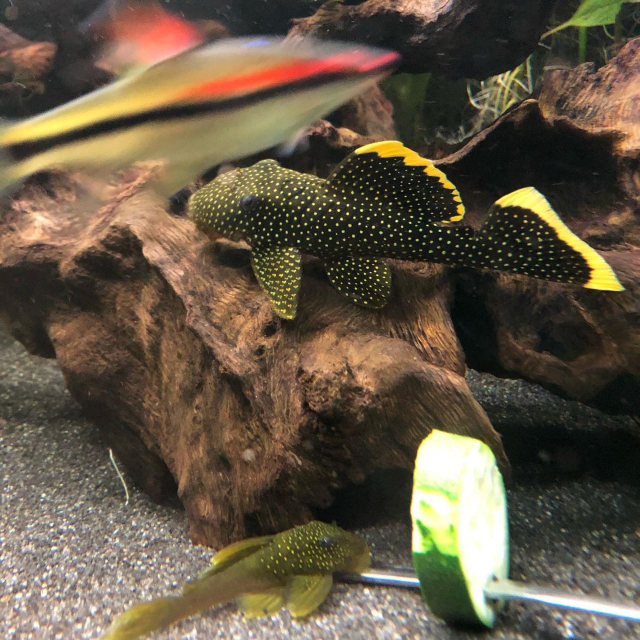 Gold Nugget Pleco - Fishy Hubs