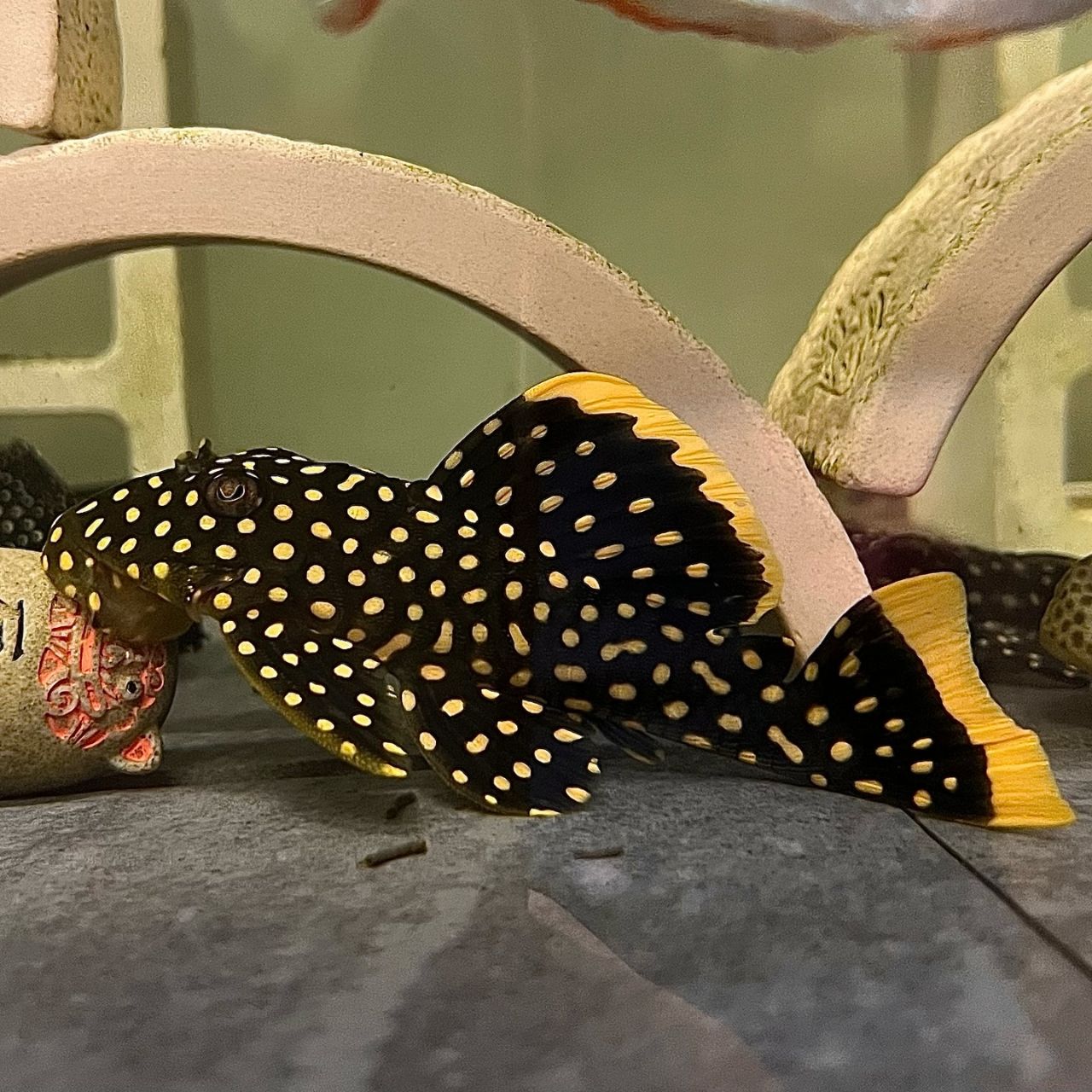 Gold Nugget Pleco - Fishy Hubs