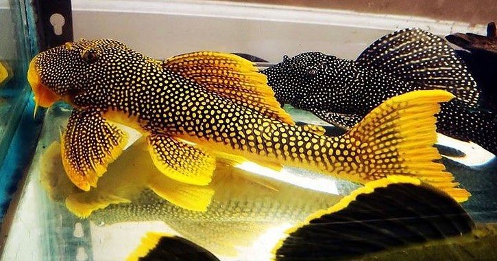 Sunshine Pleco For Sale - Fishy Hubs