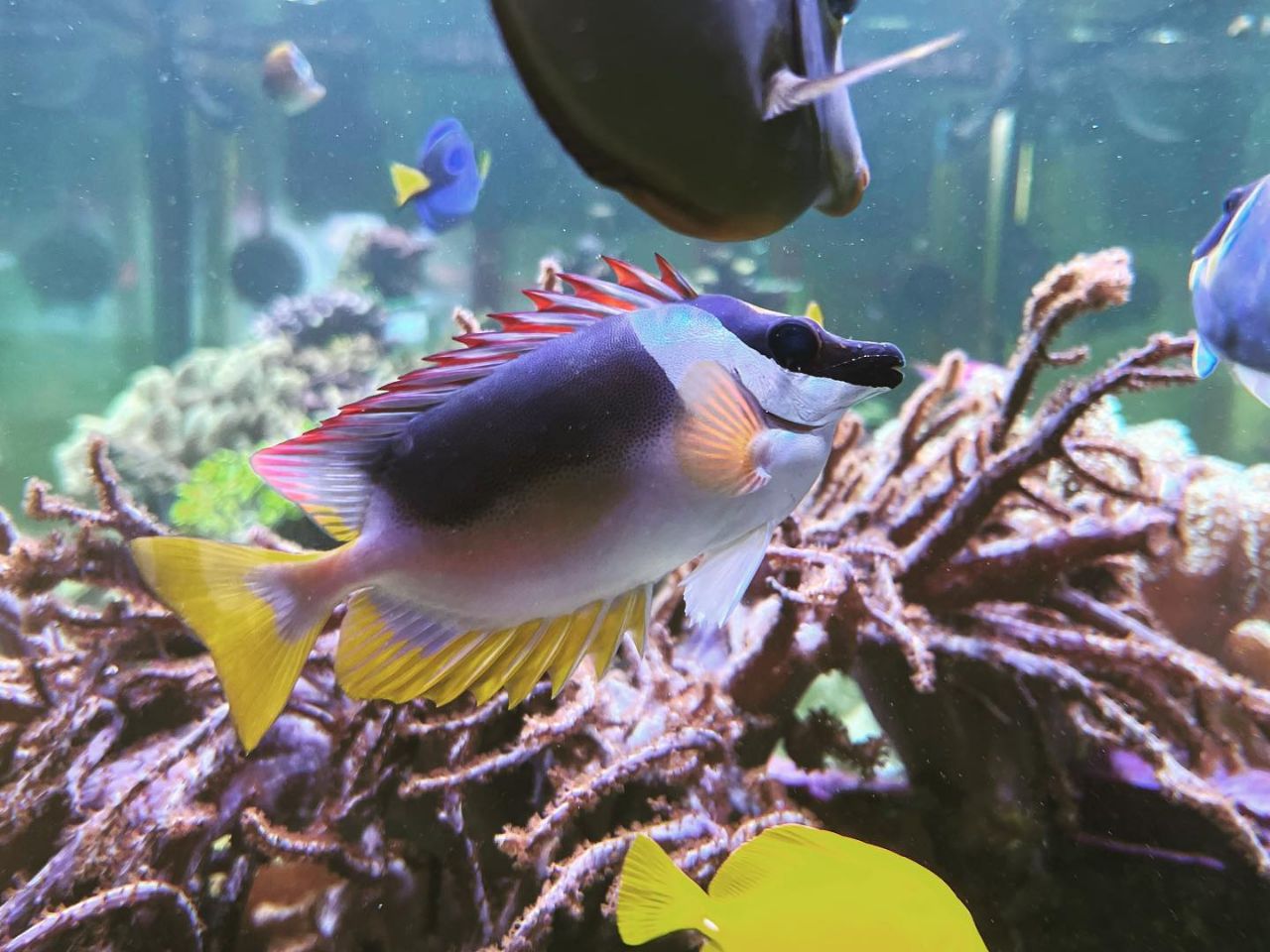 Buy Foxface Rabbitfish - Fishy Hubs