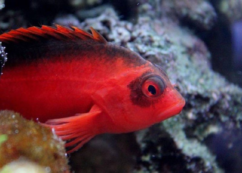 Flame Hawkfish For Sale - Fishy Hubs