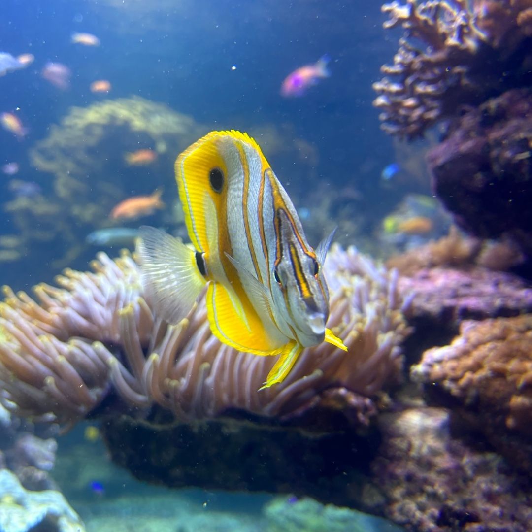 Copperband Butterflyfish - Fishy Hubs