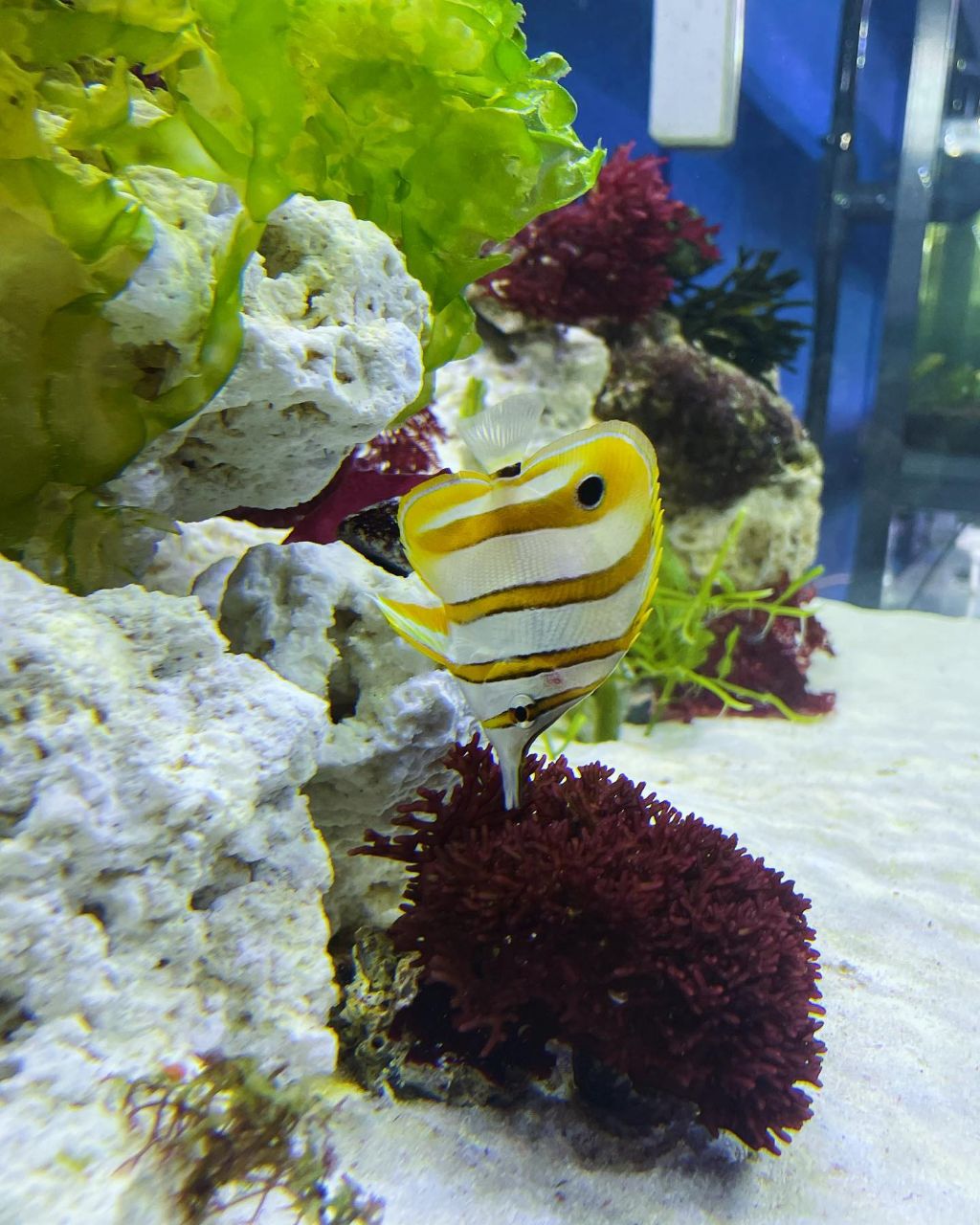 Copperband Butterflyfish - Fishy Hubs