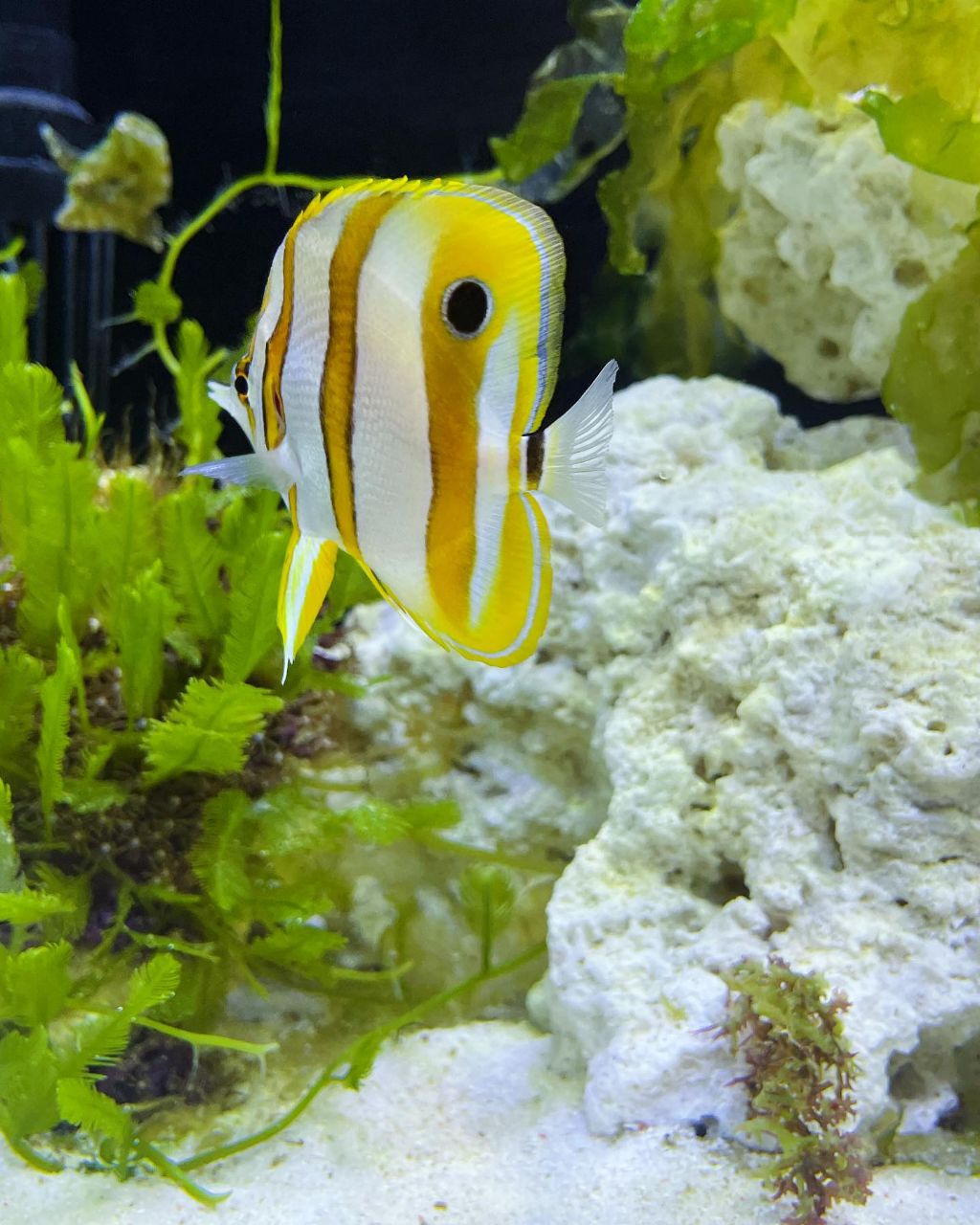 Copperband Butterflyfish - Fishy Hubs