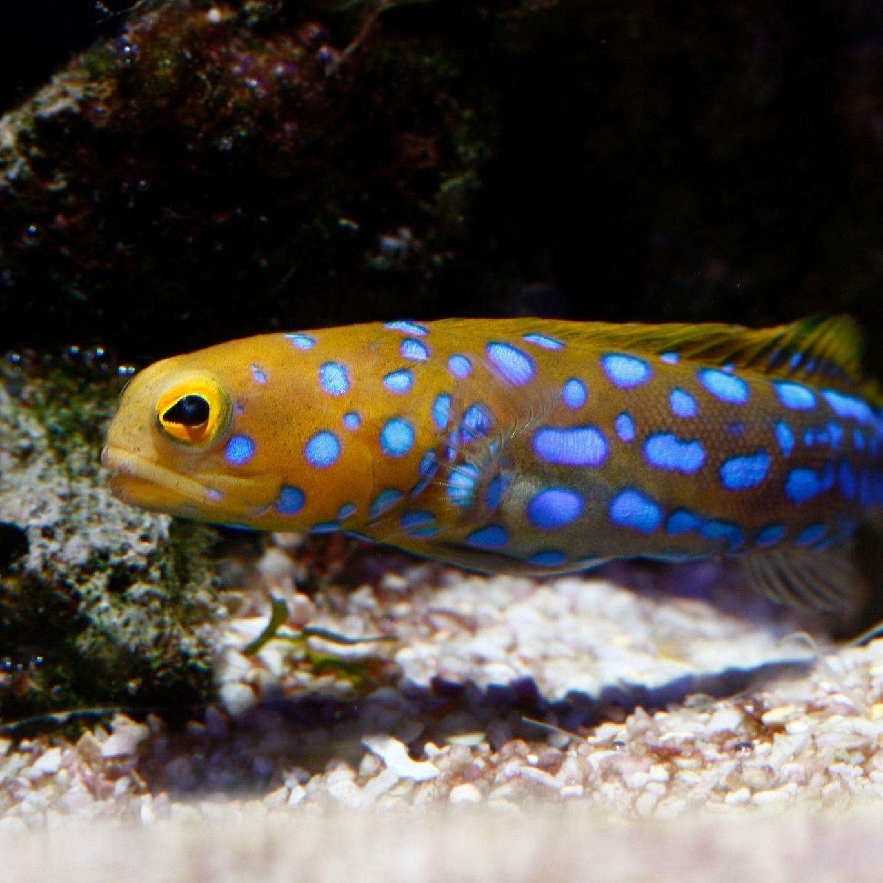 Buy Diamond Goby Online - Fishy Hubs