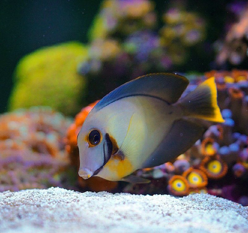 Buy Mimic Tang Online - Fishy Hubs