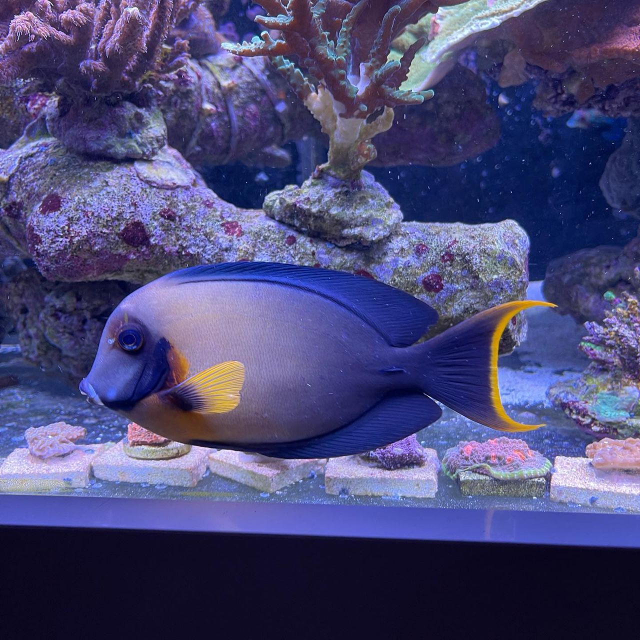 Buy Mimic Tang Online - Fishy Hubs