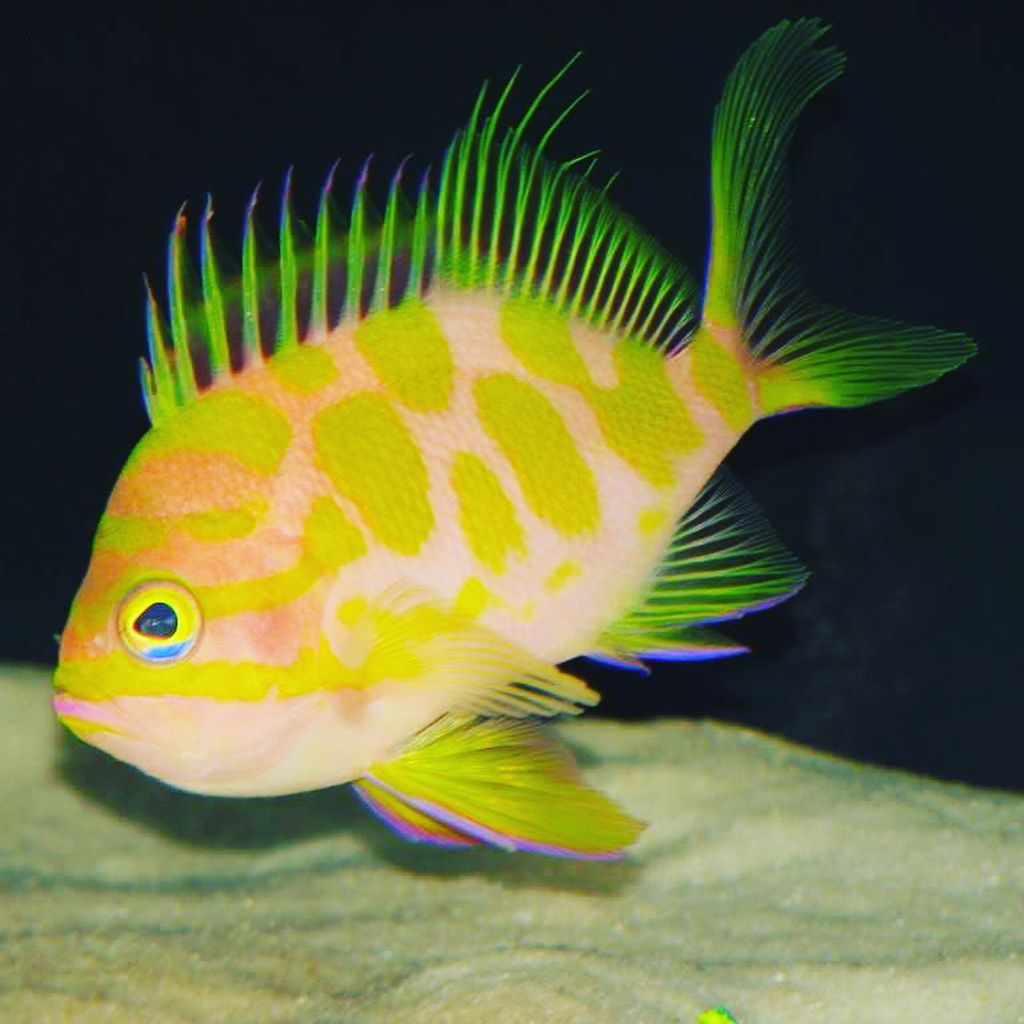 Blotched Anthias - Fishy Hubs