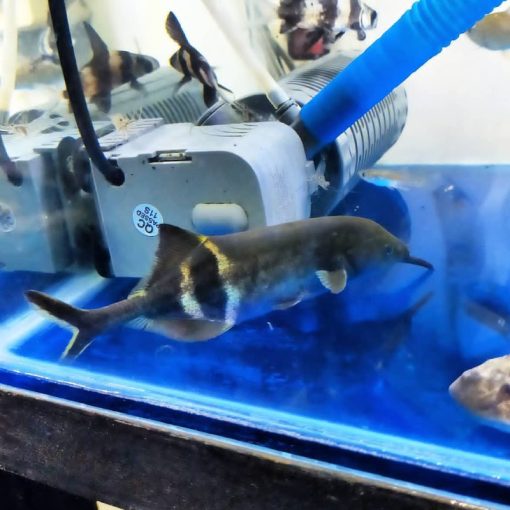 Buy Elephant Nose Fish - Fishy Hubs - We Deliver Across USA and Canada