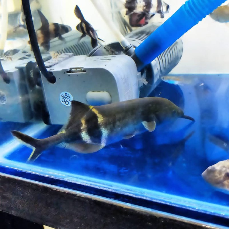 Buy Elephant Nose Fish - Fishy Hubs - We Deliver Across USA and Canada