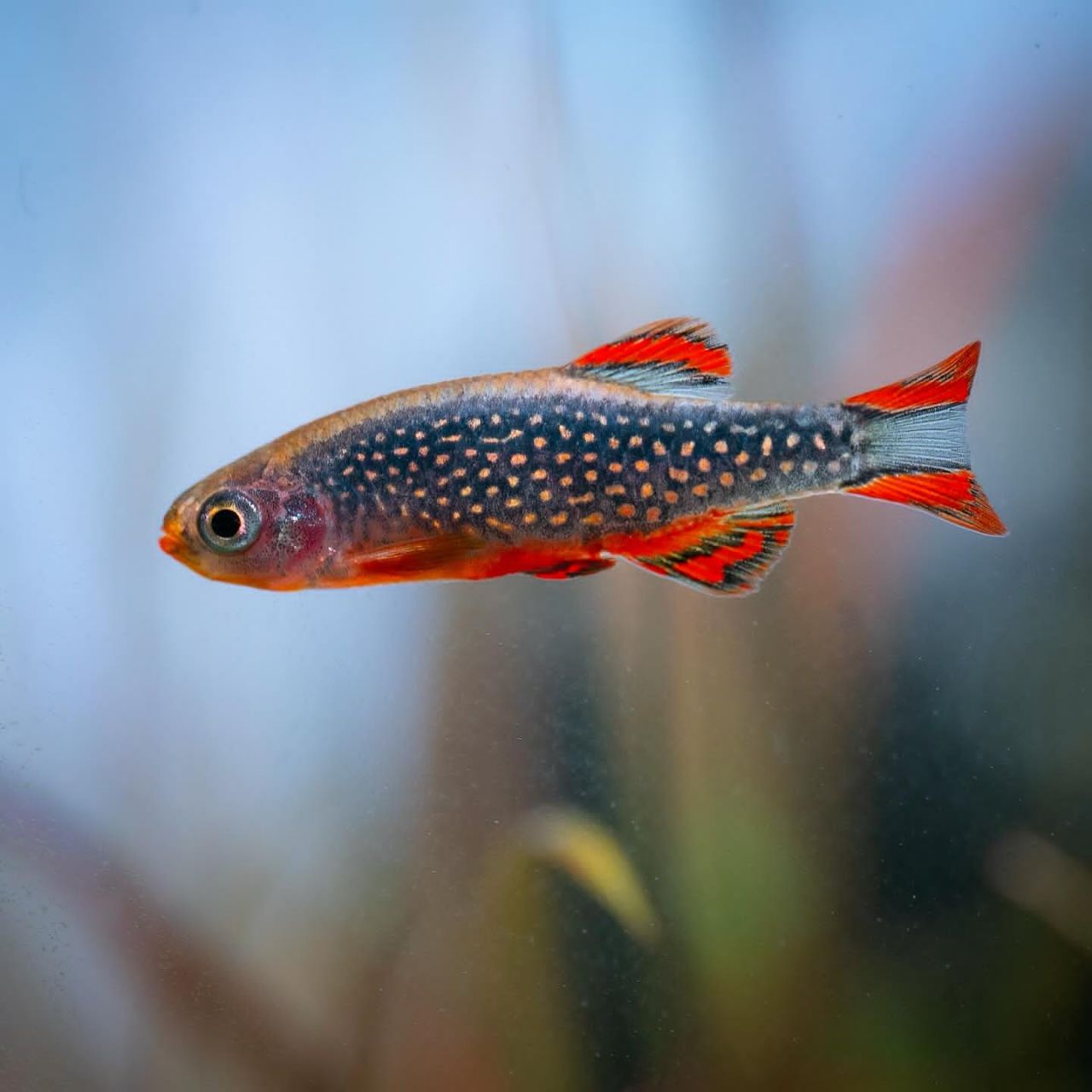 Celestial Pearl Danios For Sale - Fishy Hubs