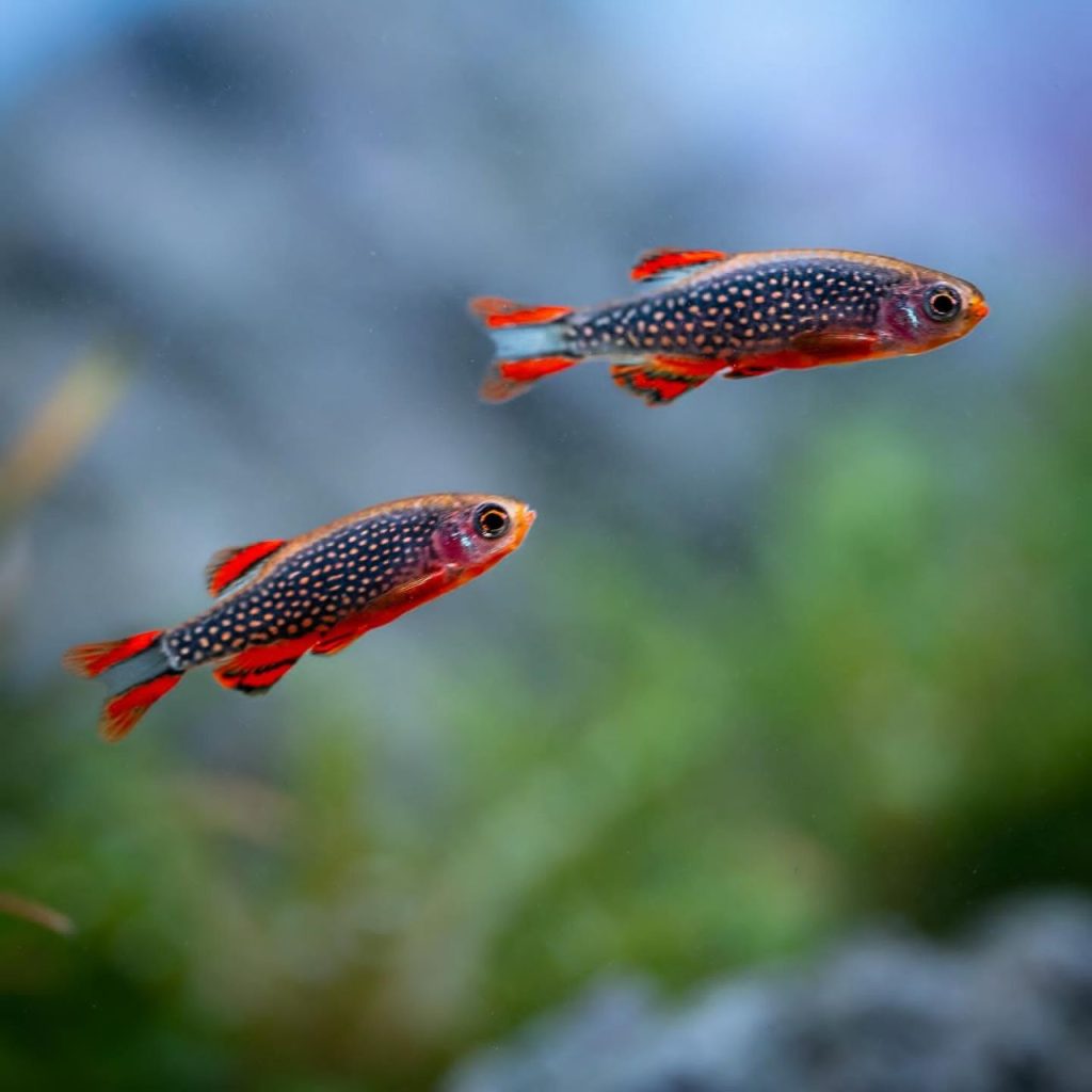 Celestial Pearl Danios For Sale - Fishy Hubs
