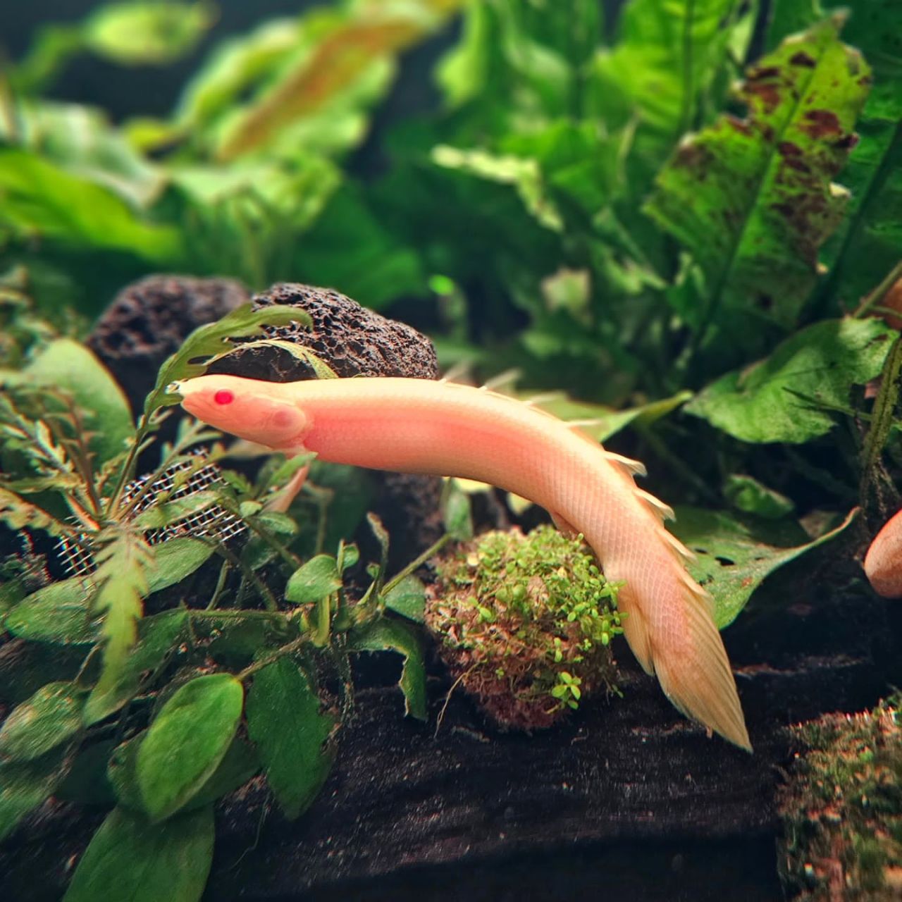 Buy Bichir Fish - Fishy Hubs