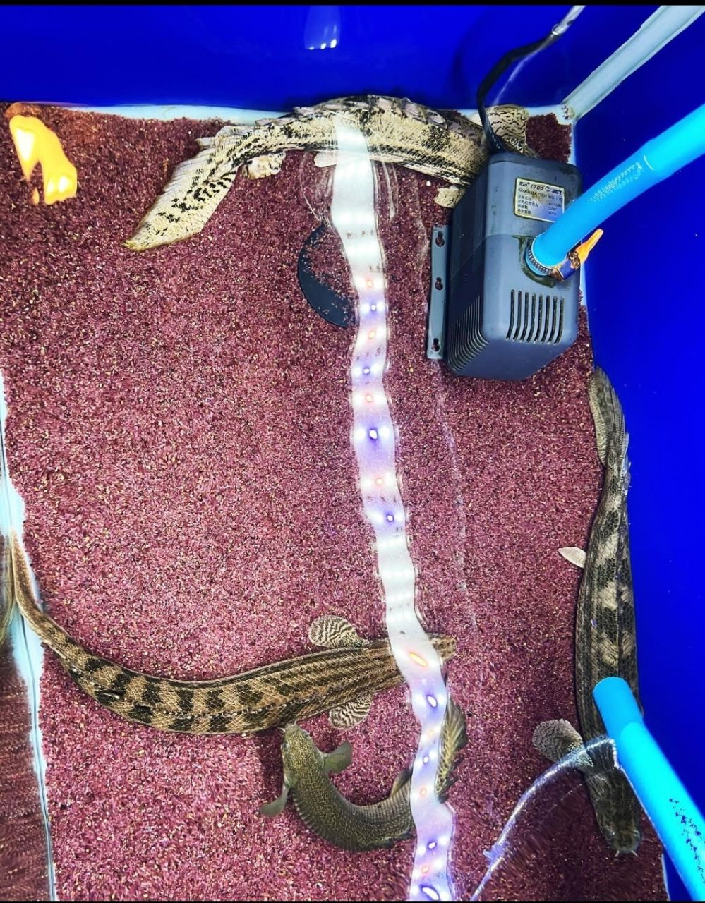 Buy Bichir Fish - Fishy Hubs