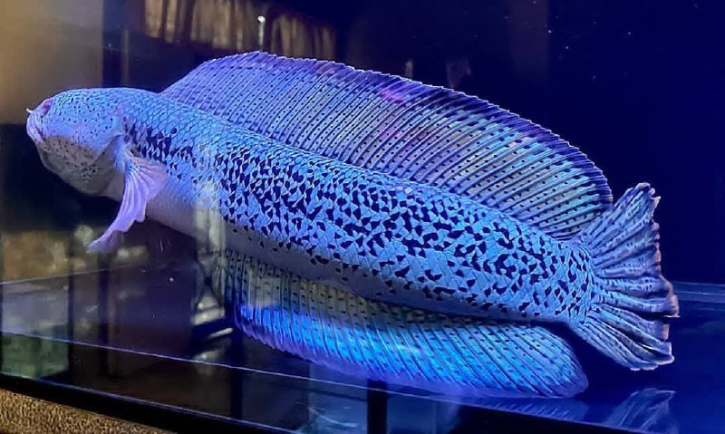 Beautiful Snakeheadfish - Fishy Hubs