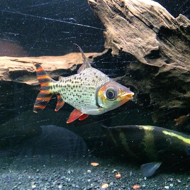 BUY FLAGTAIL PROCHILODUS - Fishy Hubs