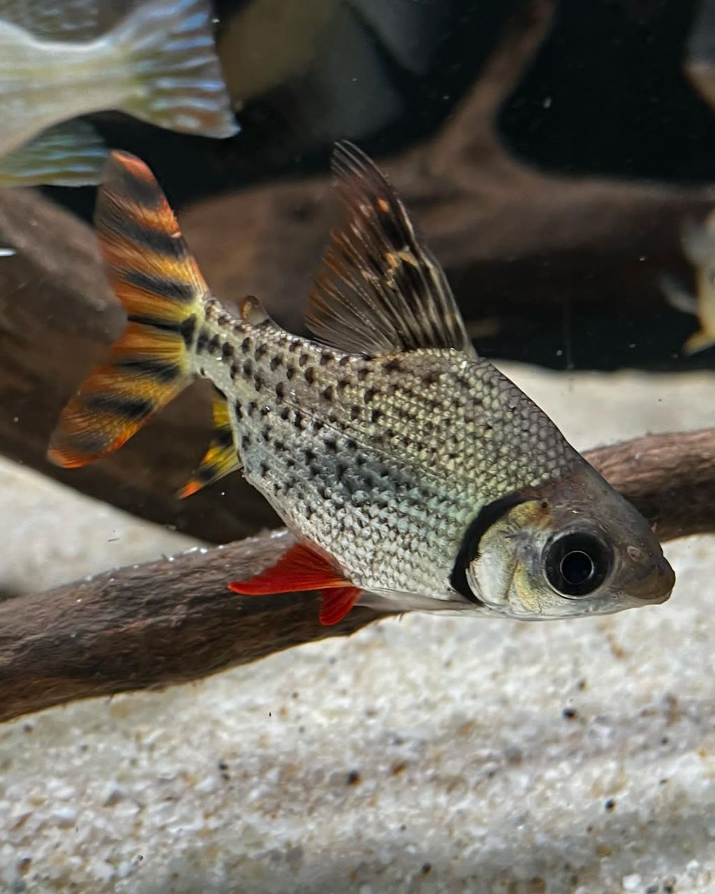 BUY FLAGTAIL PROCHILODUS - Fishy Hubs