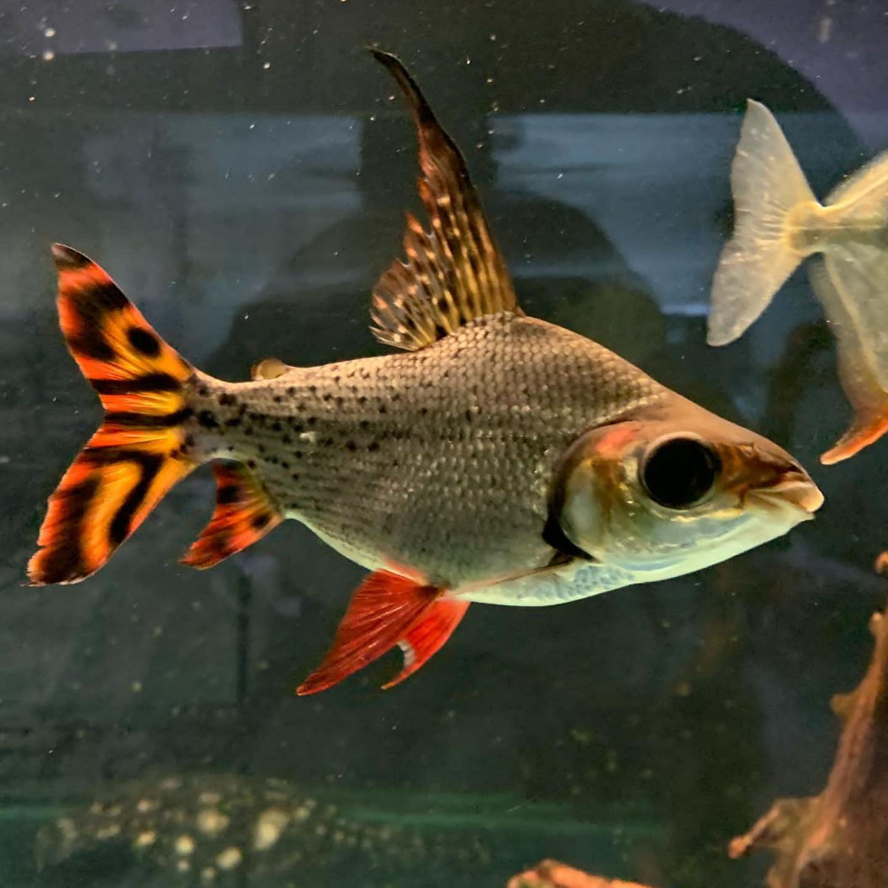 BUY FLAGTAIL PROCHILODUS - Fishy Hubs