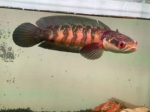 Channa Red Marulioides - Fishy Hubs