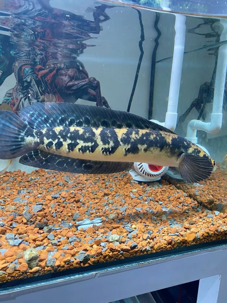 Channa Yellow Sentarum - Fishy Hubs