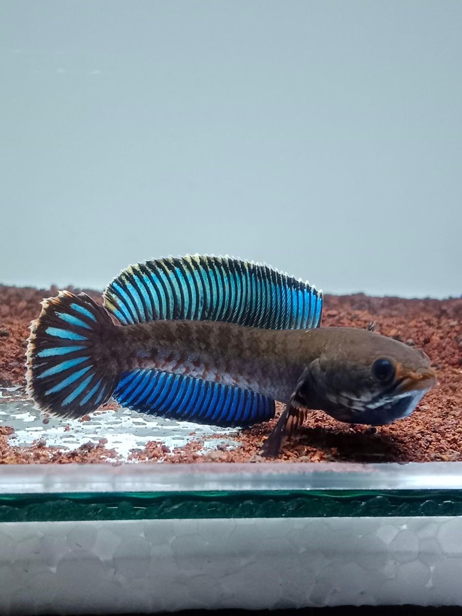 Channa Andrao - Fishy Hubs