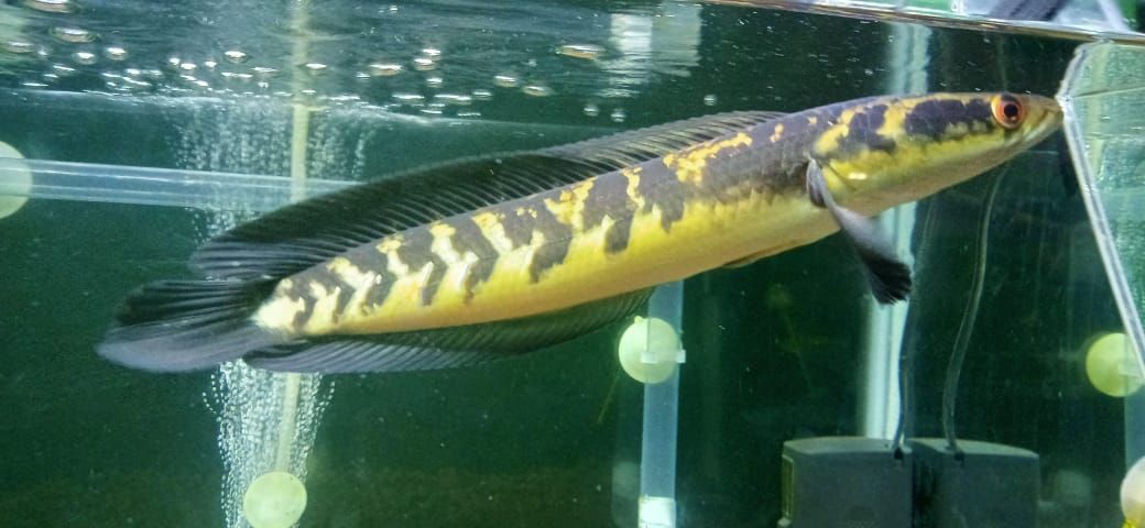 Channa Yellow Riau - Fishy Hubs