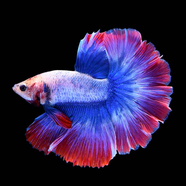 Lakeside Sunset Betta - Fishy Hubs