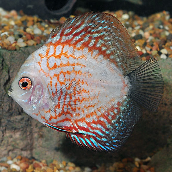 Pigeon Blood Discus - Fishy Hubs