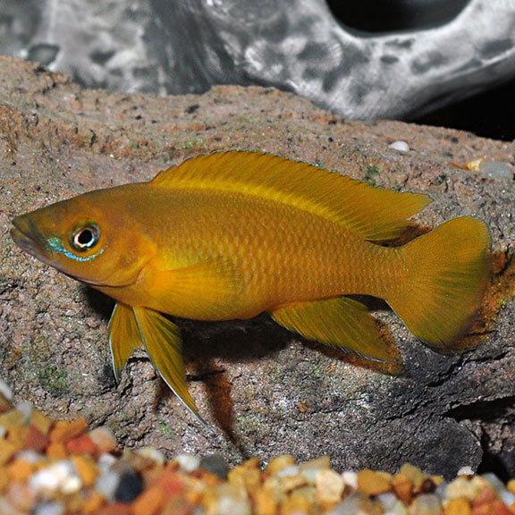 Orange Leleupi Cichlid - Fishy Hubs