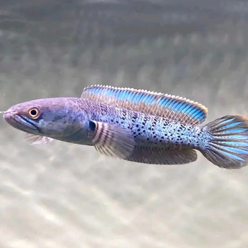 Buy Assamese Snakehead Fish - Fishy Hubs
