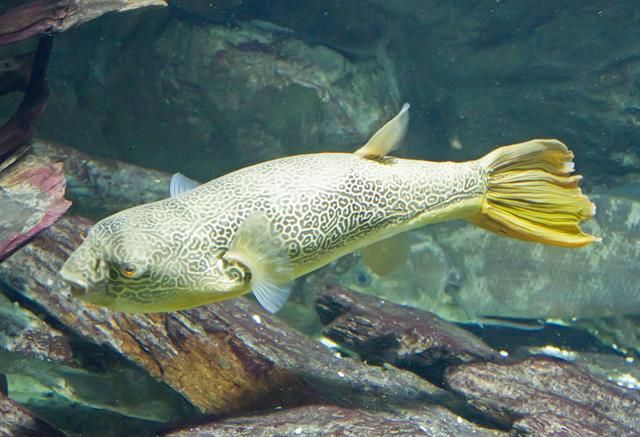 Mbu Puffer - Fishy Hubs