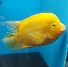 Yellow King Kong Parrot - Fishy Hubs