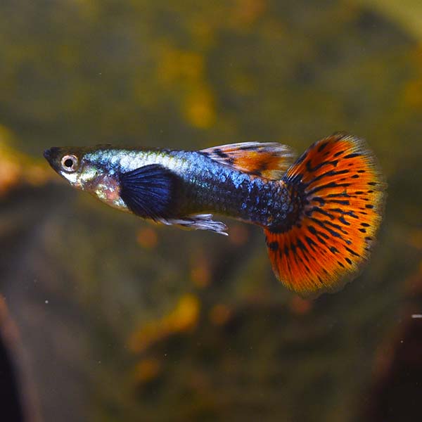 Dumbo Ear Guppy, Male - Fishy Hubs