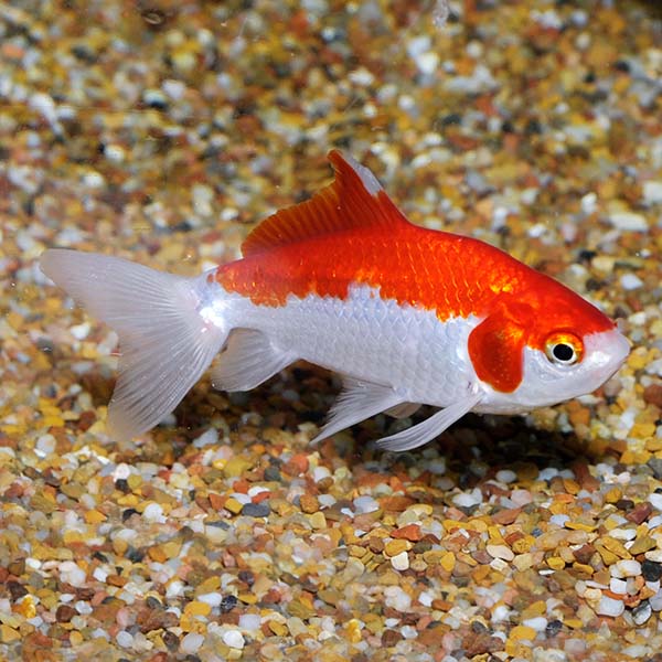 Wakin Goldfish - Fishy Hubs