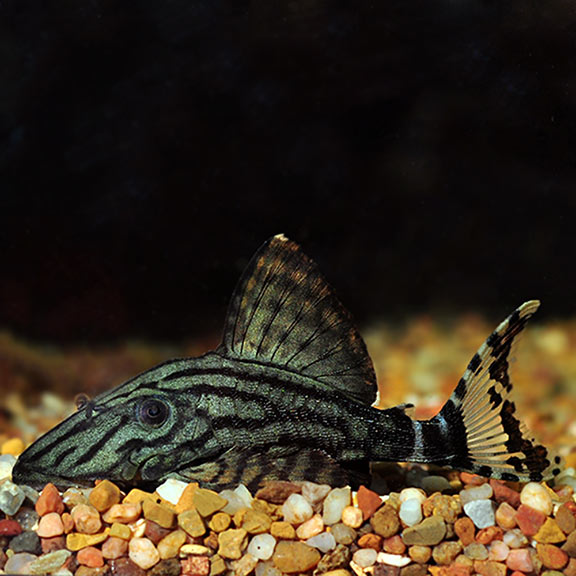 Royal (L-191) Plecostomus - Fishy Hubs