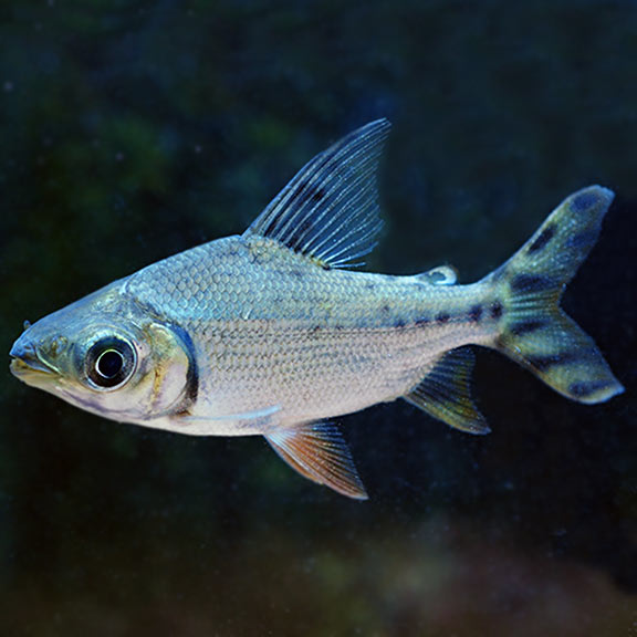 Redfin Prochilodus - Fishy Hubs