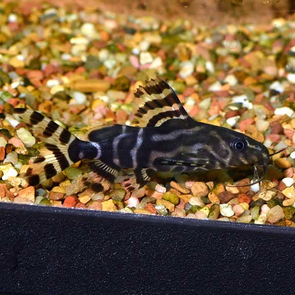 Synodontis Angelicus Catfish - Fishy Hubs