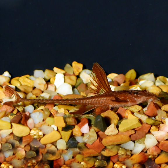 Red Lizard Whiptail (L-10A) Plecostomus - Fishy Hubs