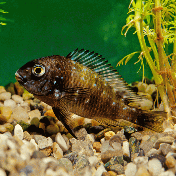White Spotted Cichlid - Fishy Hubs
